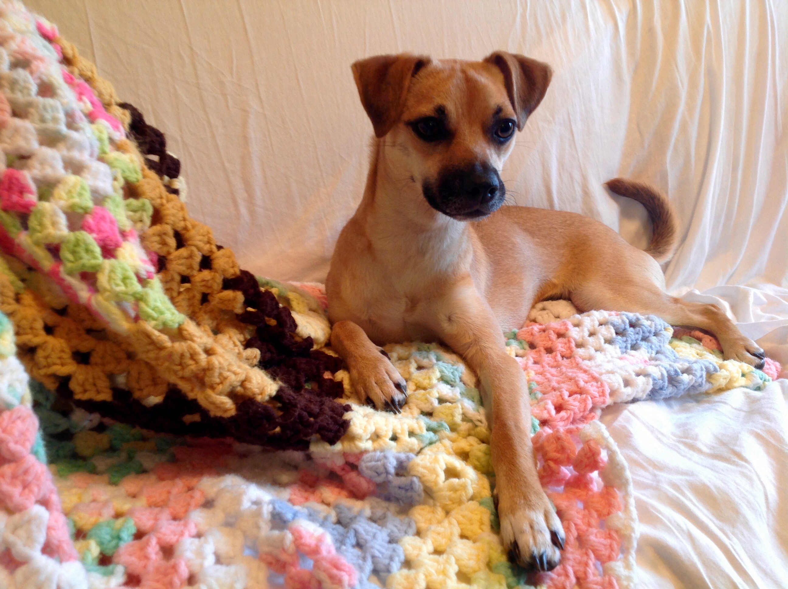 Bella the Peace Keeper | DOGKISSES